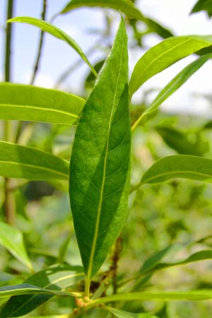 Cómo Conservar Hierbas Aromáticas Trucos Y Consejos Cocineando