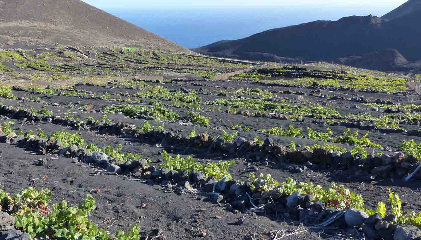 DOP-la-palma - Cocineando.com