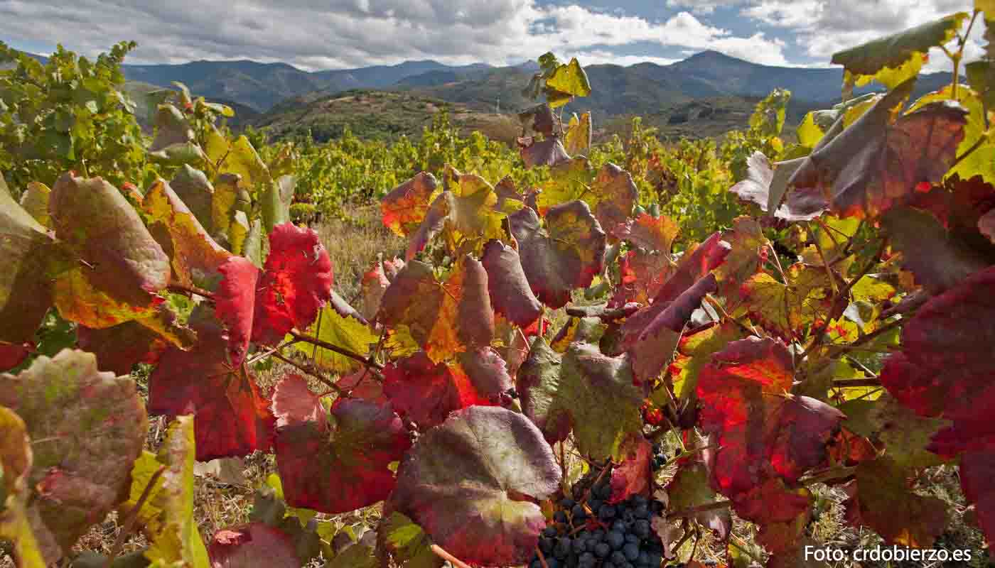 bierzo-ruta-del-vino - Cocineando.com